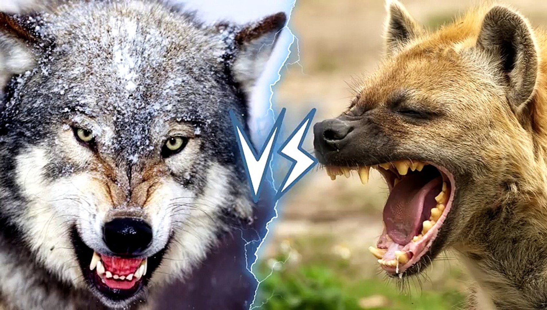 Hyäne Gegen Wolf