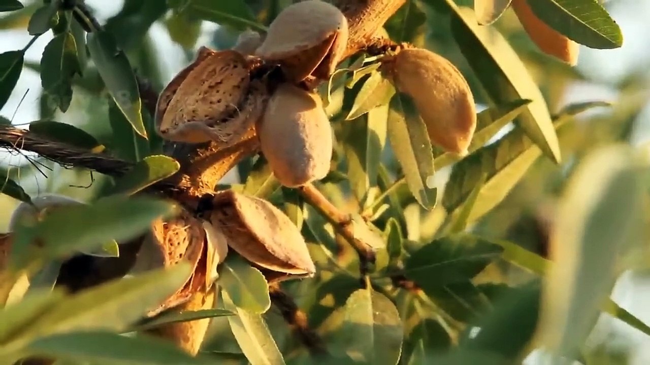 Technology Of Cultivation And Harvest Almonds - Almond Nut Packing ...