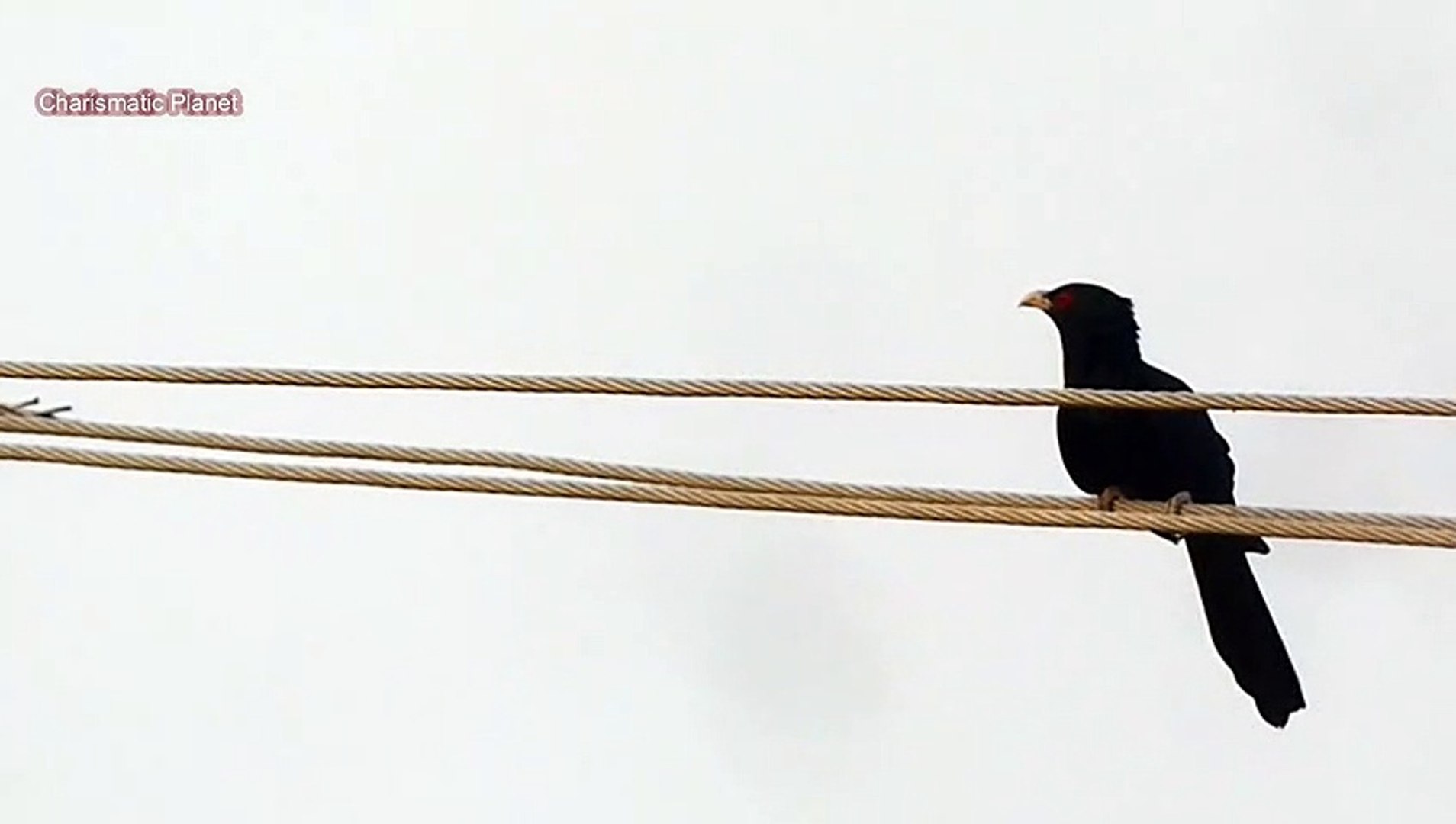 Kuyil Bird Singing