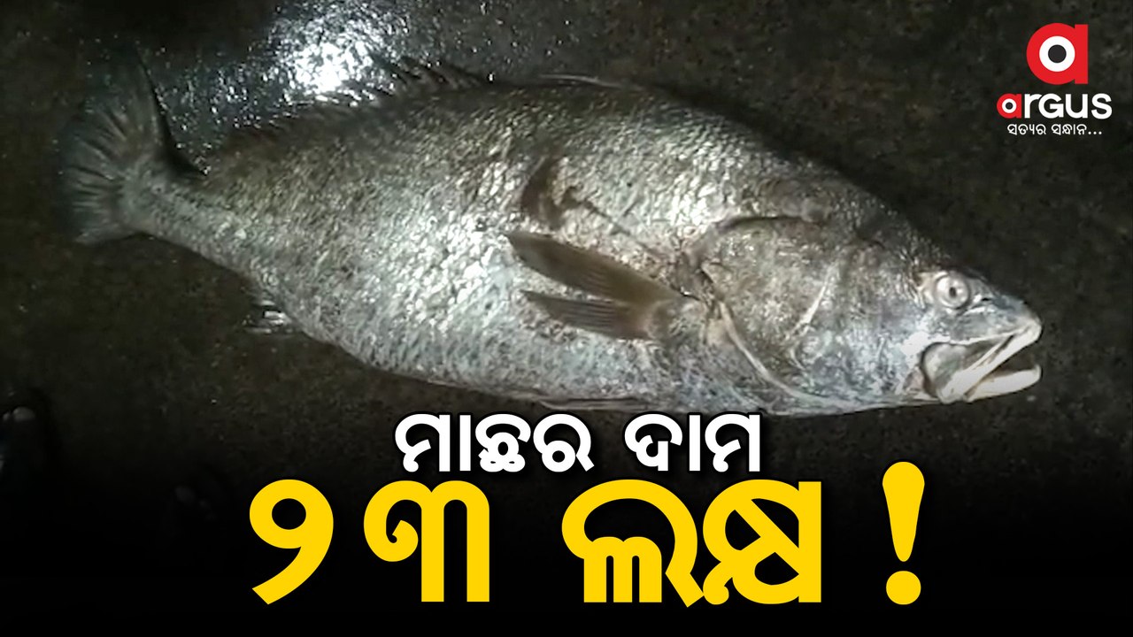 Giant ‘Telia Boraei’ Fish Caught in Paradeep, Sold For Rs 23 Lakhs ...
