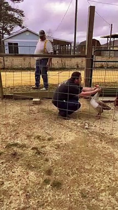 Trained Attack Goose - video Dailymotion