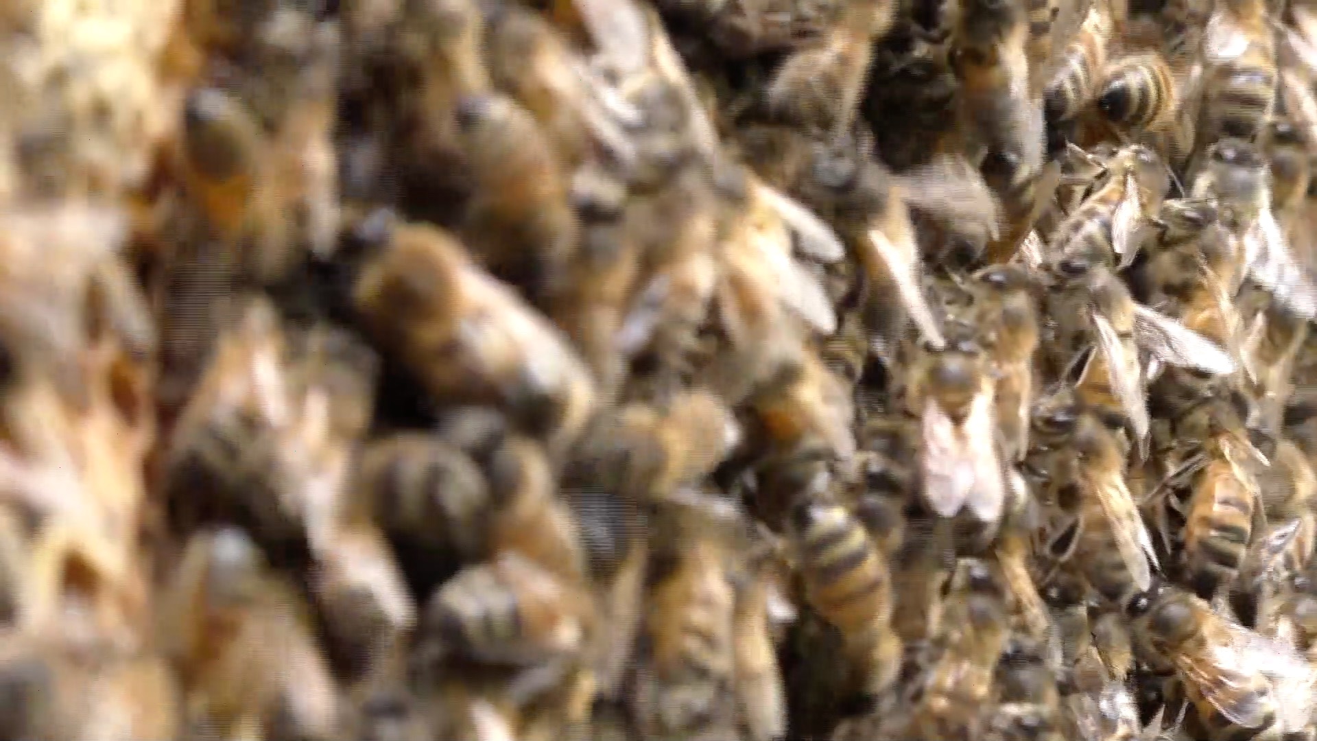 Kent County Council's groundbreaking scheme to stall decline in bee ...