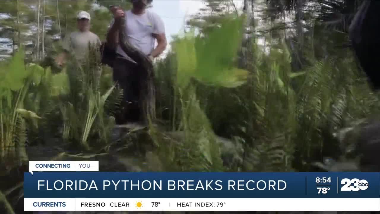 Largest Python Caught in Florida - video Dailymotion