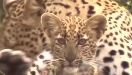 animals video by Wild Animals - Dailymotion