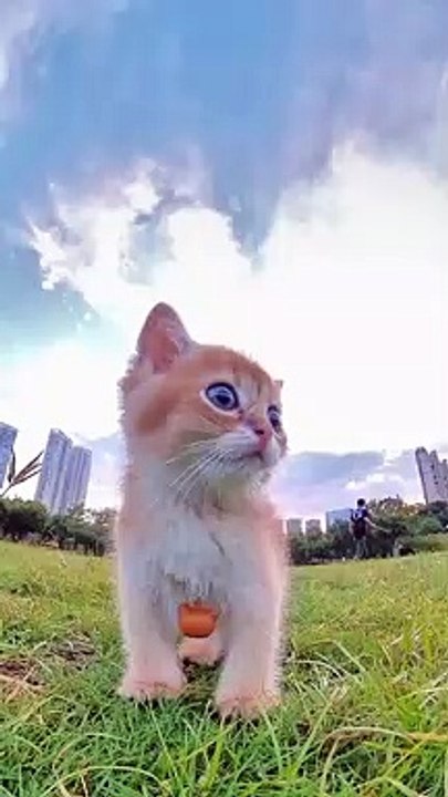 KUCING LUCU, BERLARI-LARI - Video Dailymotion