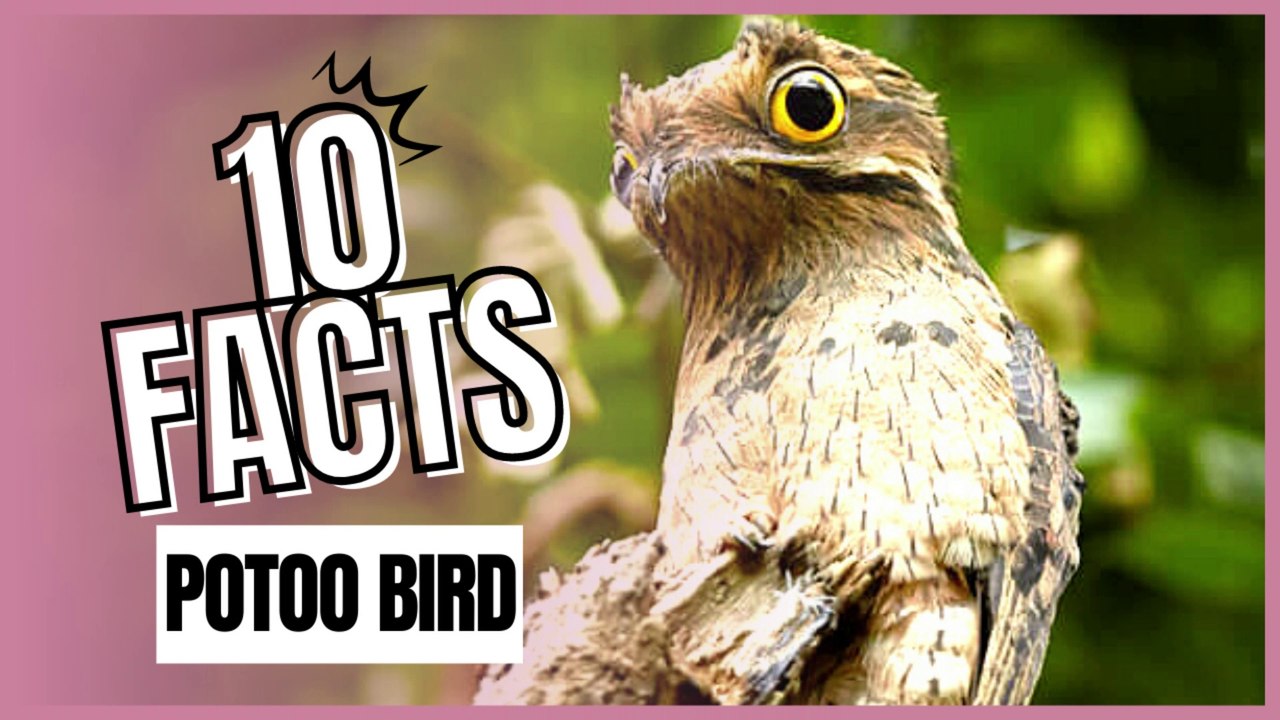 Is the potoo a real bird? - Amazing 10 Facts of Potoo Bird - video ...