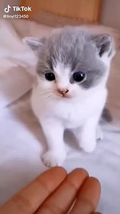 Cats are so funny FUNNY CAT VIDEOS TIK TOK #Shorts - video Dailymotion