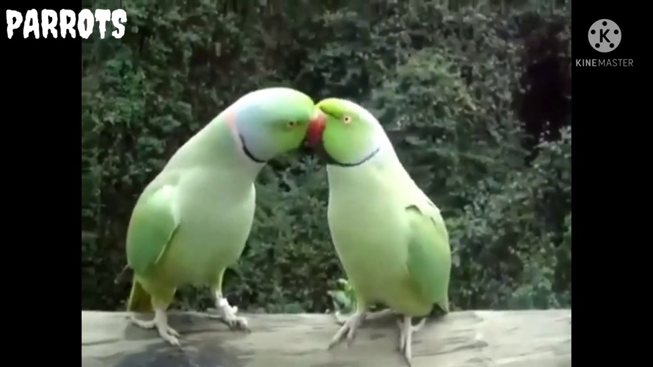 Parrot Talking to each other - video Dailymotion