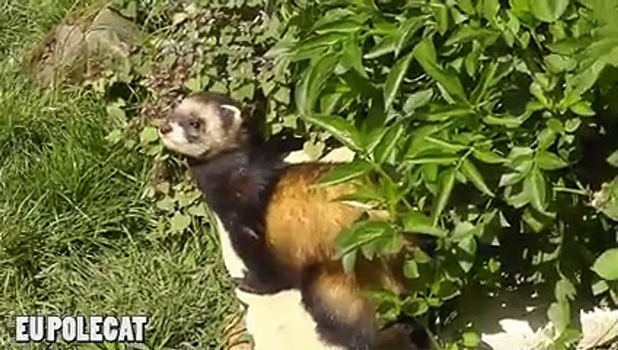 50 AMAZING FERRET FACTS - video Dailymotion