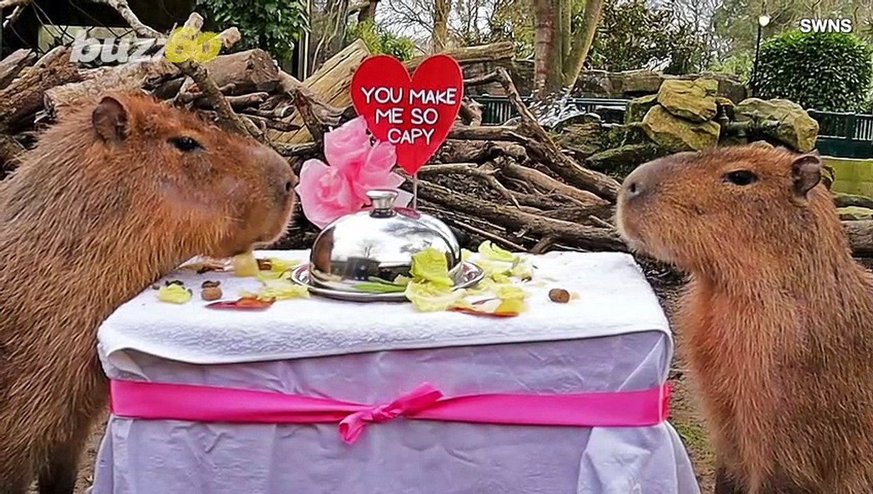Valentines Day Dinner for Capybaras Results in First Capybara Pup in ...