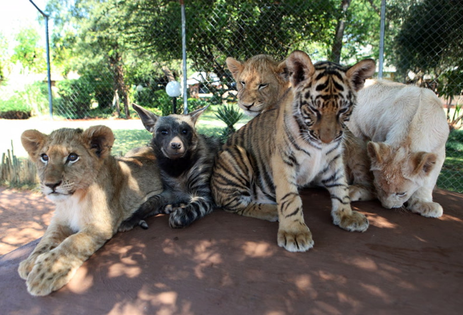 Lion And Tiger Cub Friends