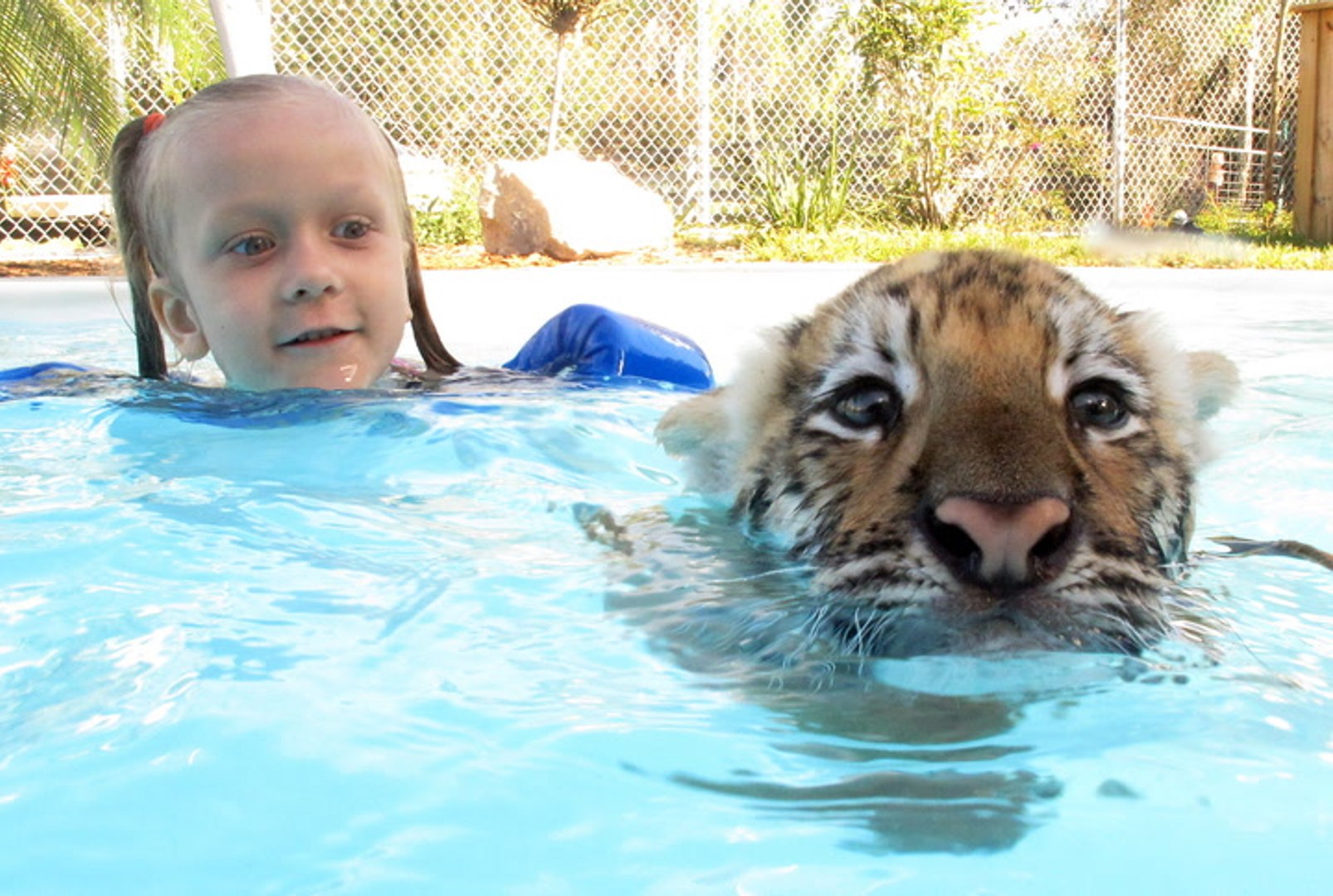 Siberian Tiger Swimming