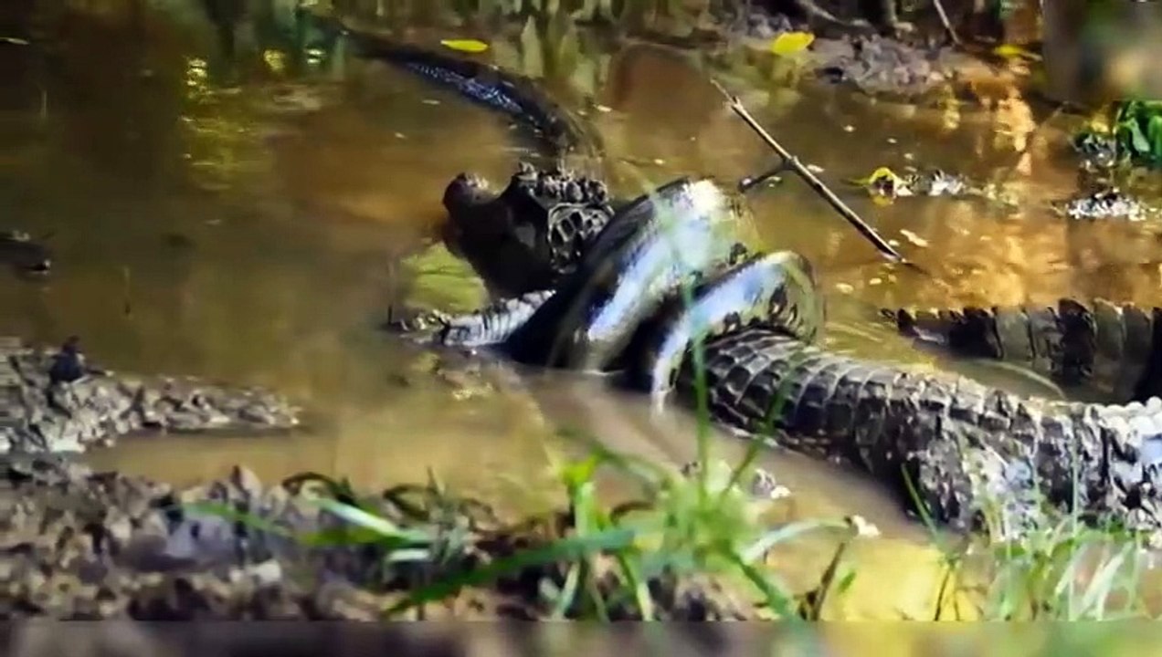 Extreme Fight Crocodile Vs Snake Caught On Camera Incredible Battles ...