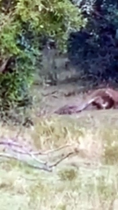 Python VS Leopard Fighting Video/Leopard VS Python Video - video ...