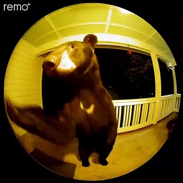 Bear Rings Doorbell - video Dailymotion