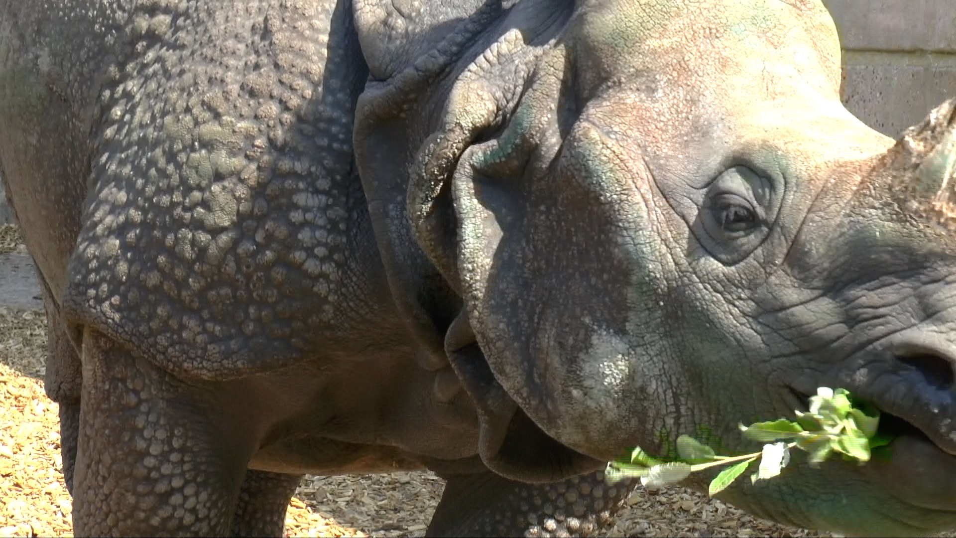 One-horned rhino travels more than 500 miles to reach Port Lympne zoo ...