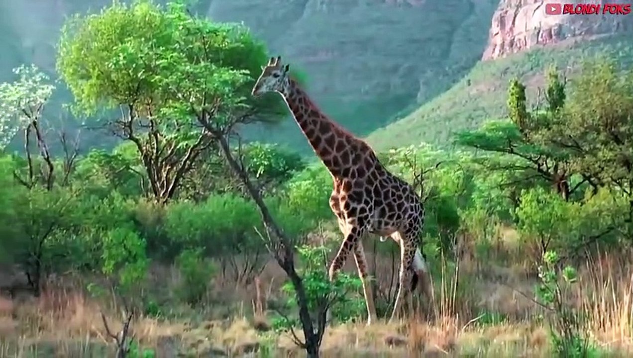 Top 10 Preys Who Can Defend Themselves From Predators - When Prey ...