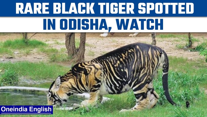 Watch: Black tiger marks its territory in Odisha's Similipal National ...