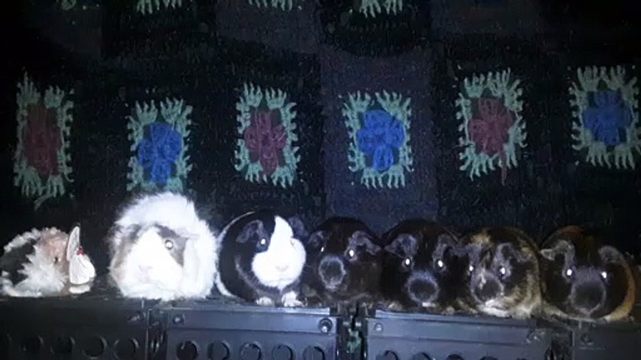 CAVIA PORCELLUS DAVID 20210630_060656 - video Dailymotion