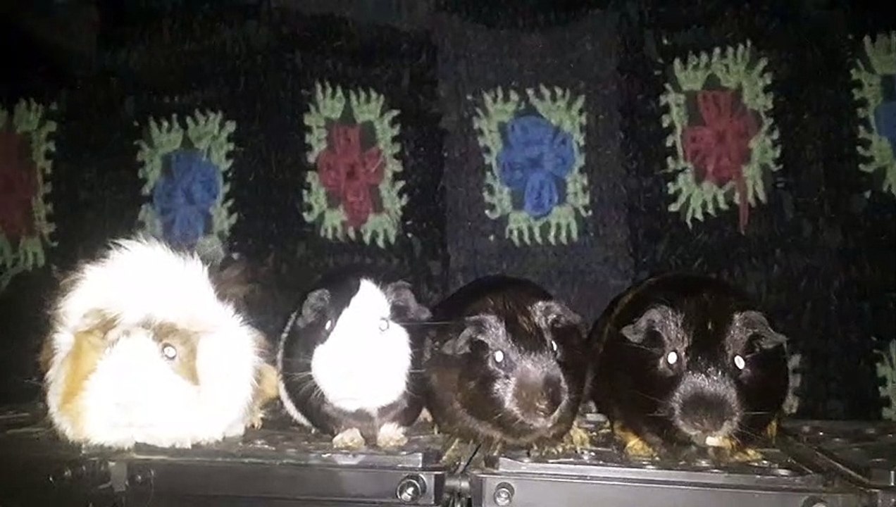 CAVIA PORCELLUS DAVID 20210630_071554 - video Dailymotion