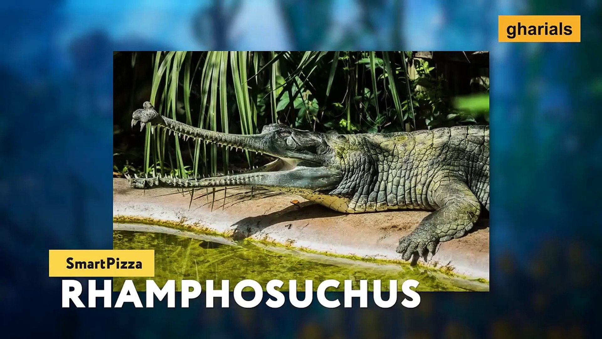 Rhamphosuchus