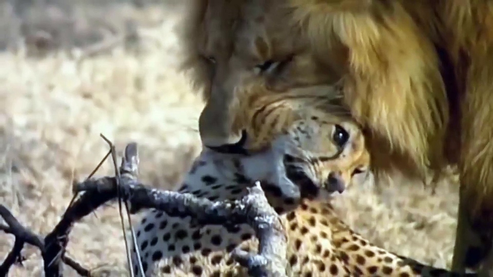 Lion Vs Cheetah Real Fight