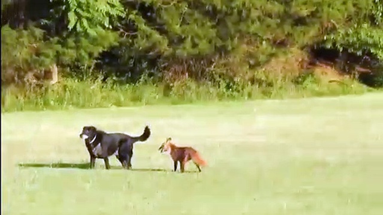 Fox vs Dog. Fox attack Dog. - video Dailymotion