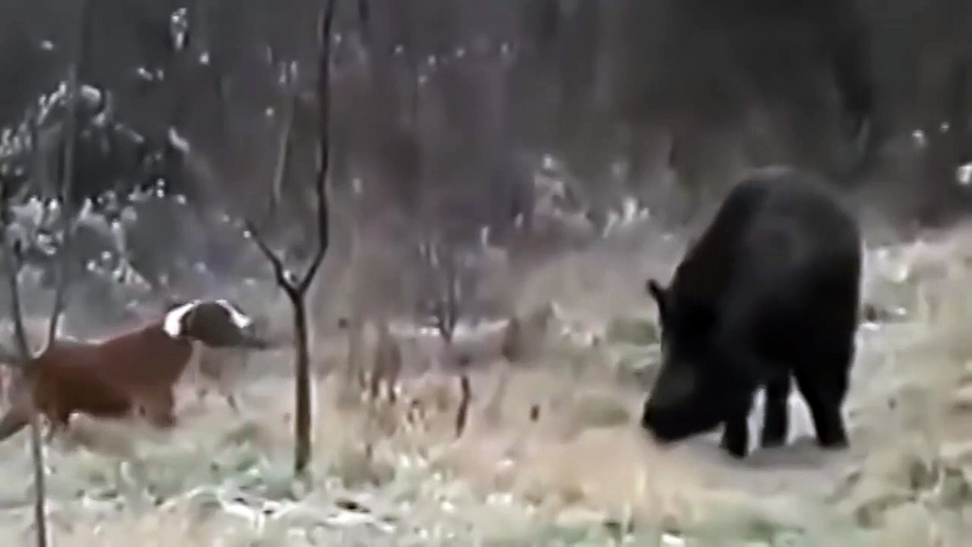 Dogo Argentino Hunting Wild Boar