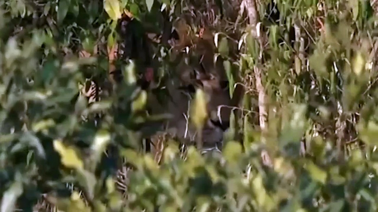 Lion vs Big Python Snake Real Fight _ Lion Cubs Defend His Brother From ...