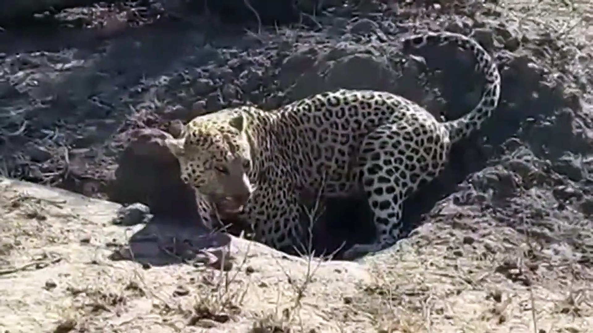 Wild Boar Attack Leopard