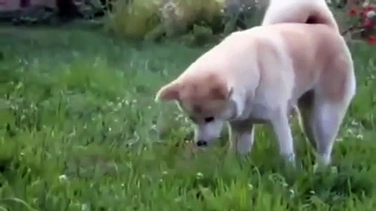 Fox vs dog. Wild fox playing with the dog - video Dailymotion