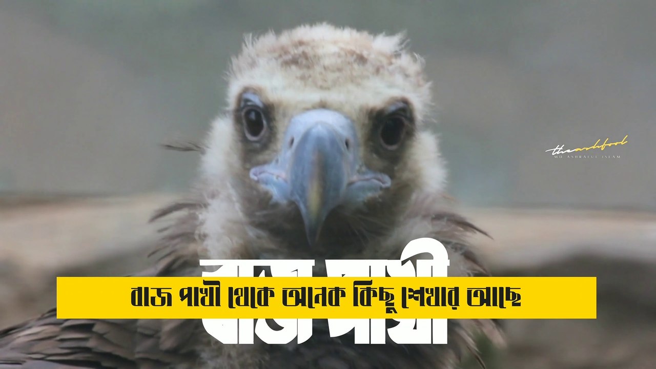 Baaz Pakhi | The Hawk | Heart Touching Inspirational Story | বাজ পাখি ...