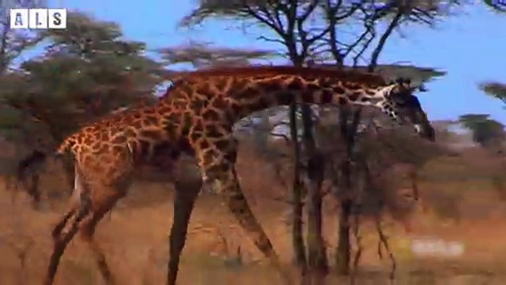 Giraffe Drinking Water Gif