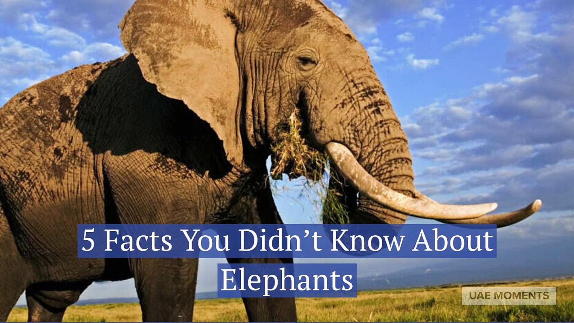 Elephant 5 Facts