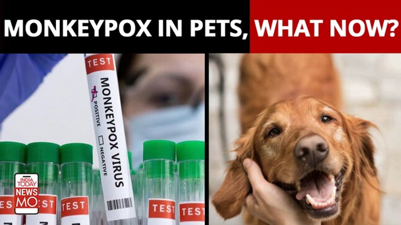 Monkeypox in Pets: First Human to Animal Transmission Reported | All ...