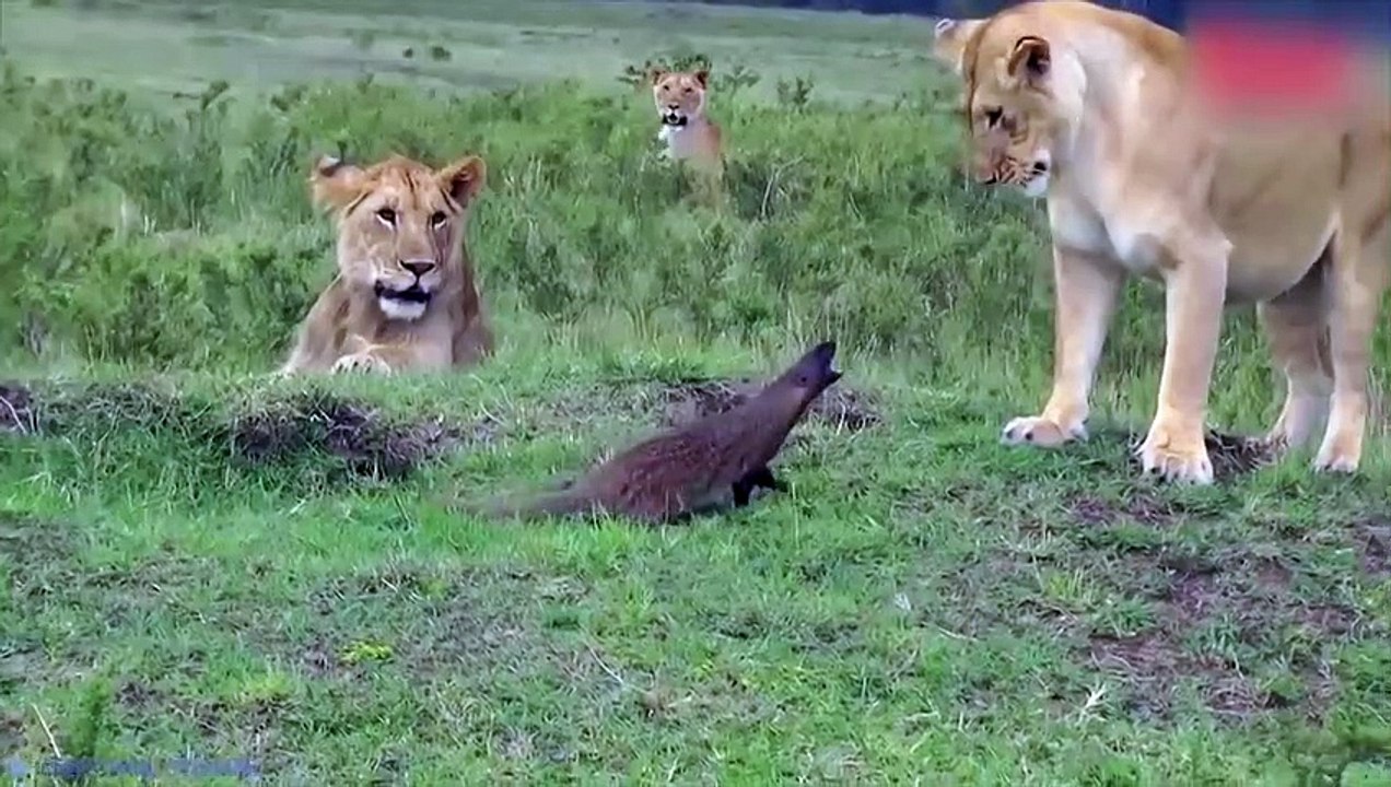 15 Most Badass Animals In The World - video Dailymotion