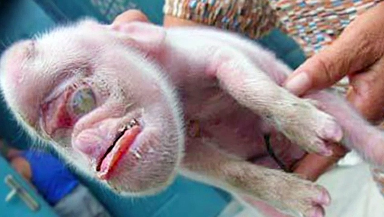 15 Craziest Animal Mutations In The World - video Dailymotion