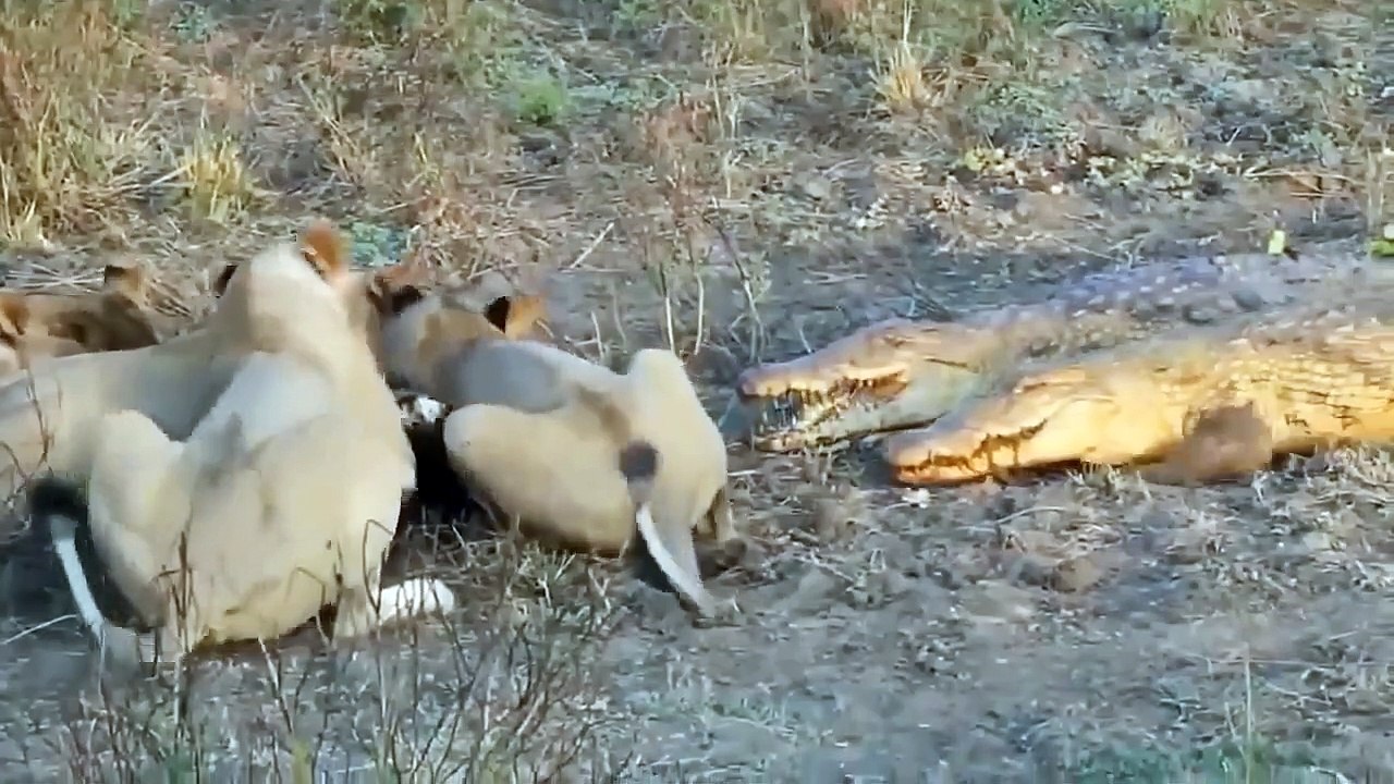 Strong Crocodile Defeats Lion To Get Prey Zebra approaches the river of ...