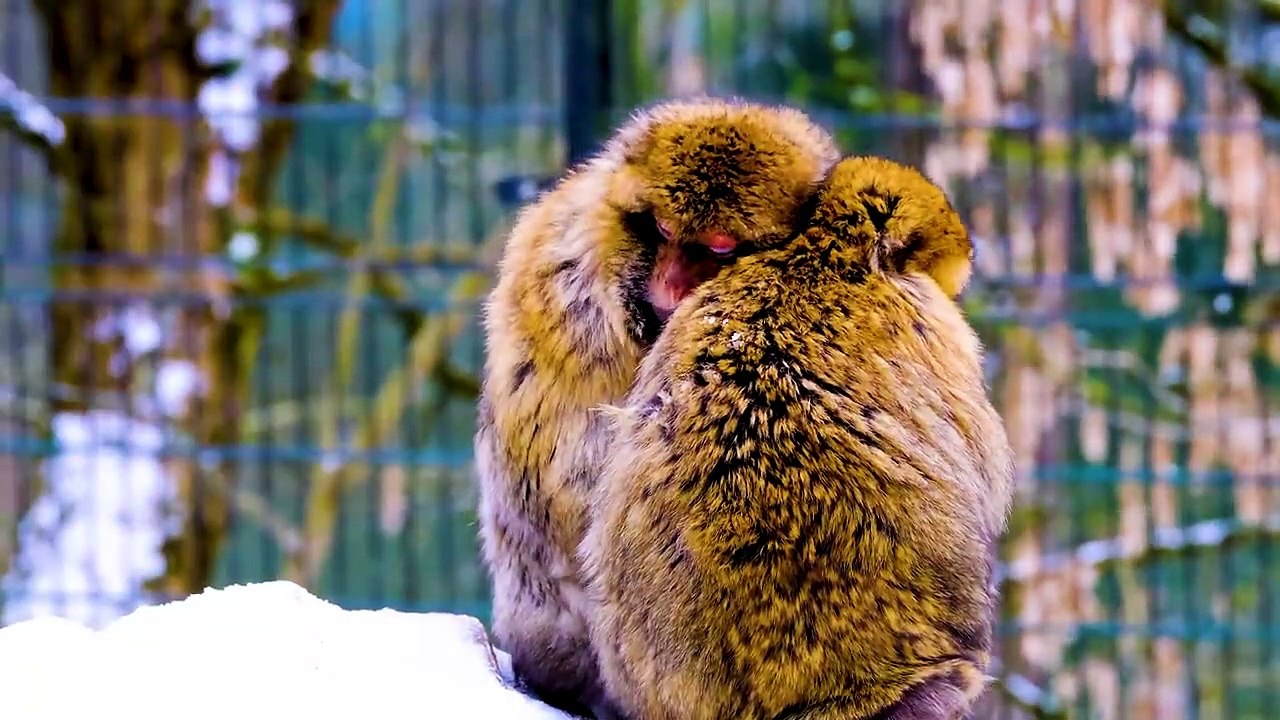 30 Times Animals Messed With The Wrong Opponent ! - video Dailymotion