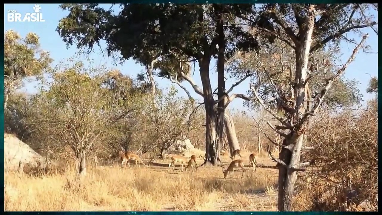Os melhores ataques de Leopardo - Grandes felinos selvagens - video ...