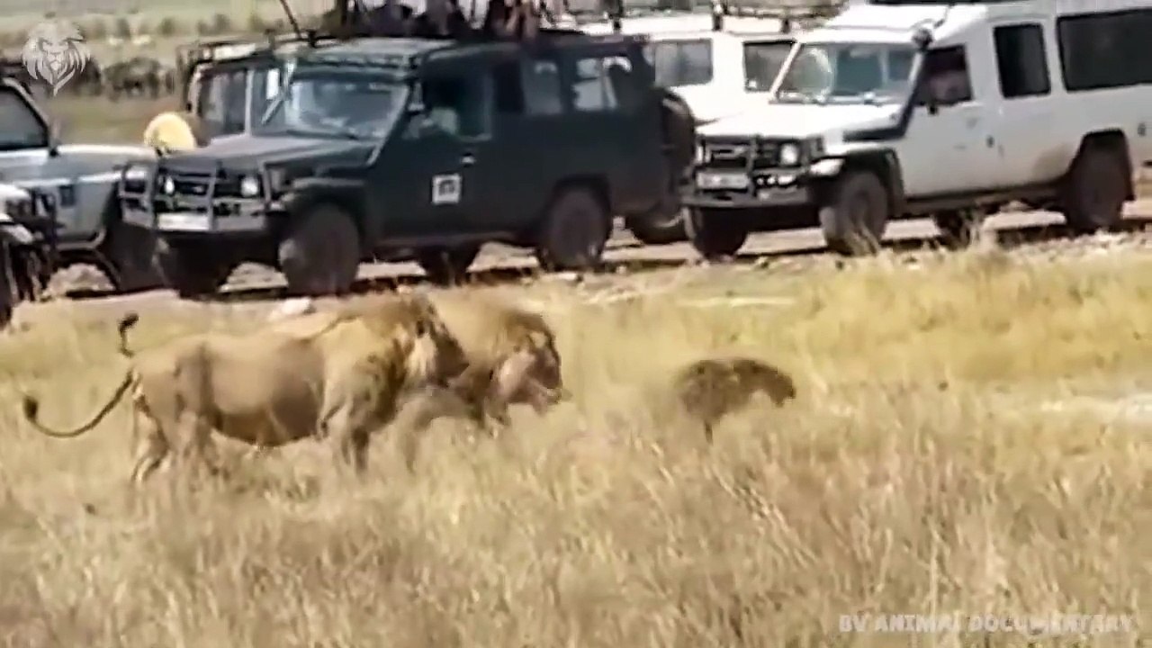 Lion attacks Hyena who wants to steal his food very hard, Wild Animals ...