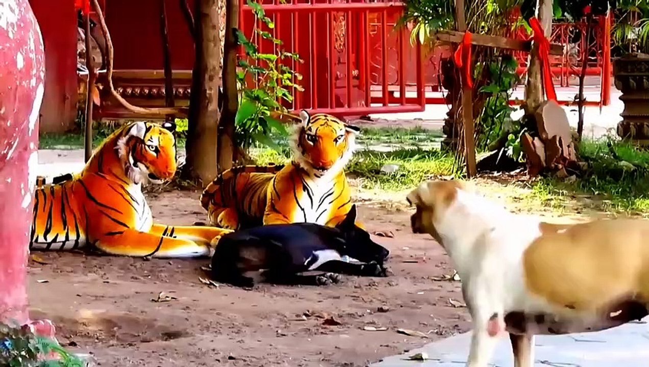Fake Tiger Vs Dog Prank || Funny video - video Dailymotion