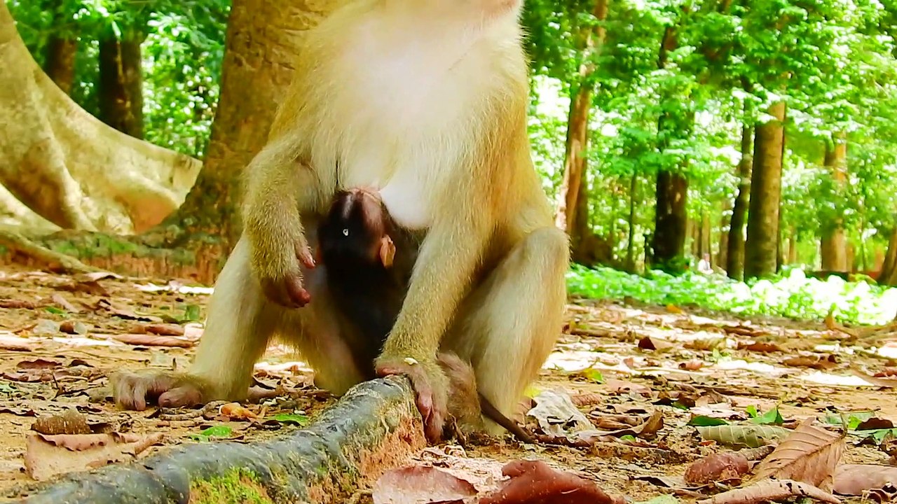 78=Libby know in advance that an NGO was coming to pick her up , Libby sleep no power in body ...