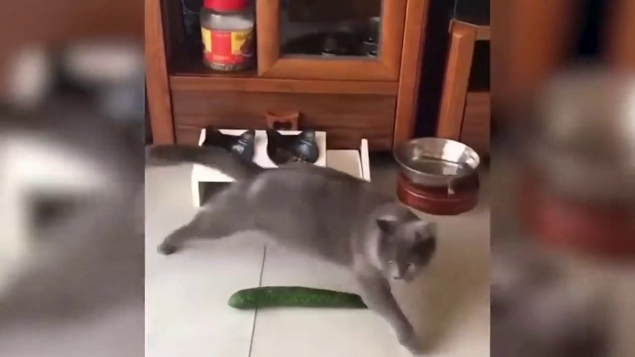 Funny Scaredy Cats Compilation! - video Dailymotion