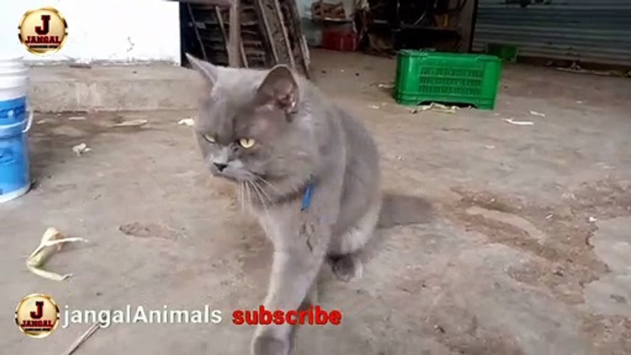 Cute cat Pyari Billi Khubsurat Billi - video Dailymotion