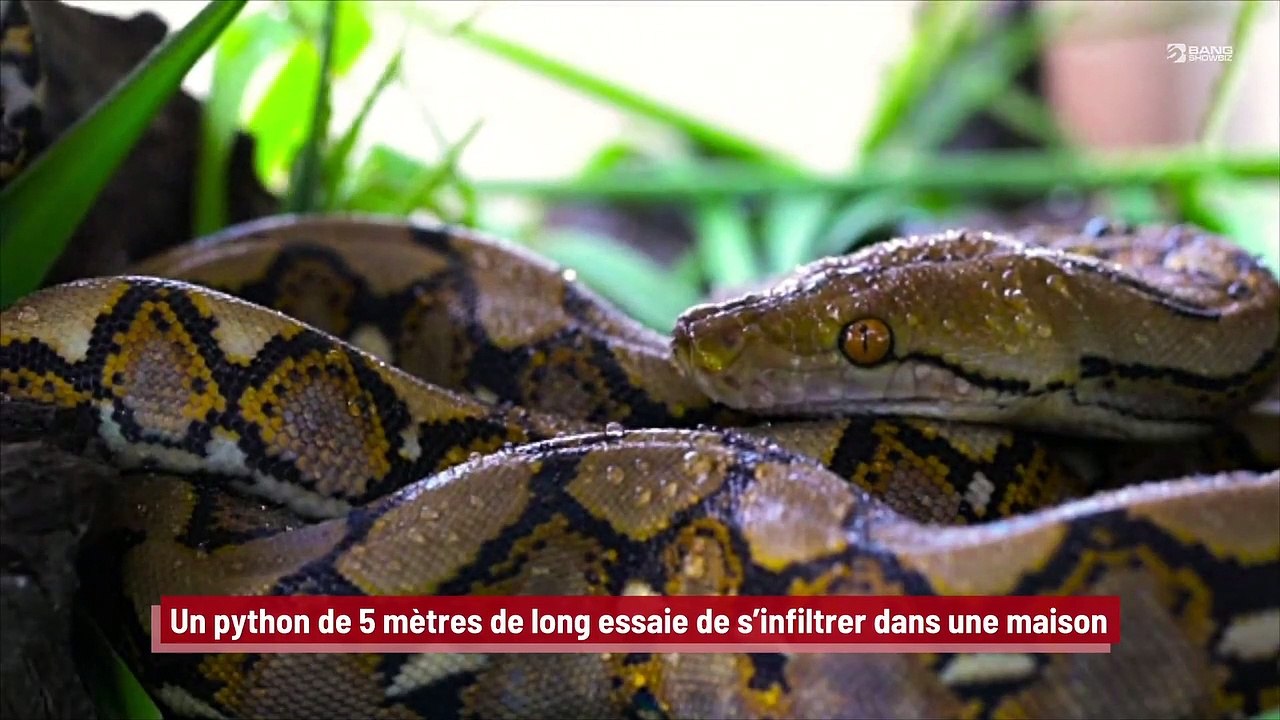 Un python de 5 mètres de long essaie de s’infiltrer dans une maison ...