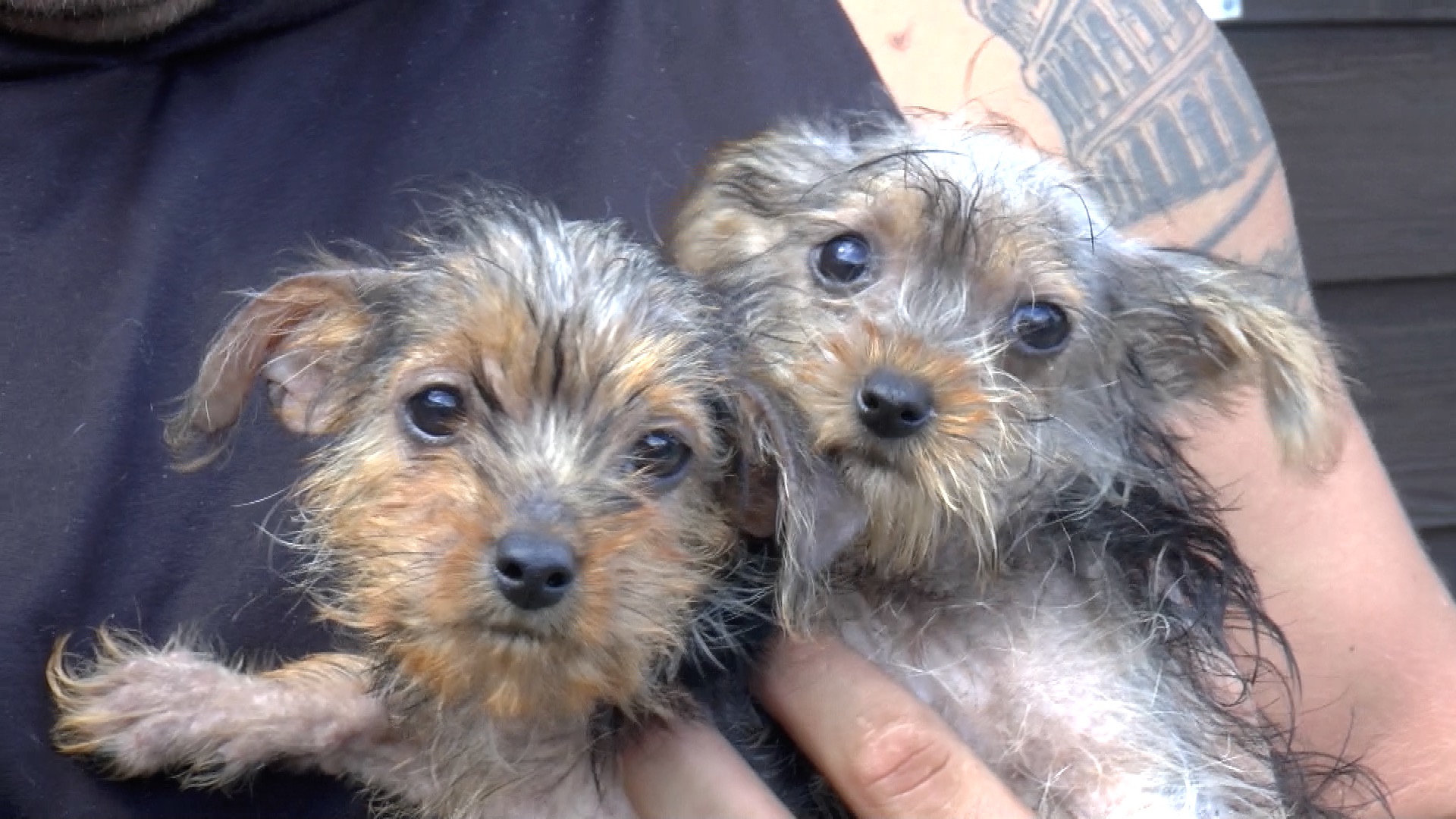 Three poor pups rescued and revived in Sittingbourne