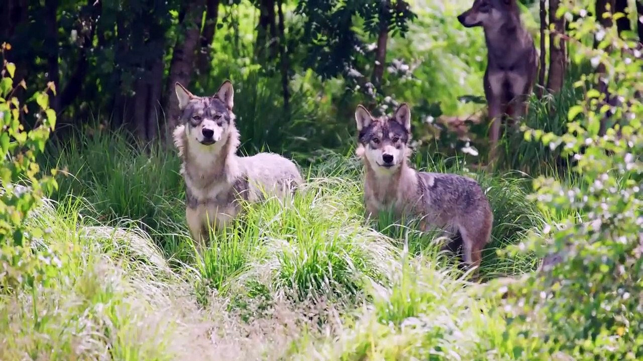 7 Most Beautiful Wolves in the World - video Dailymotion