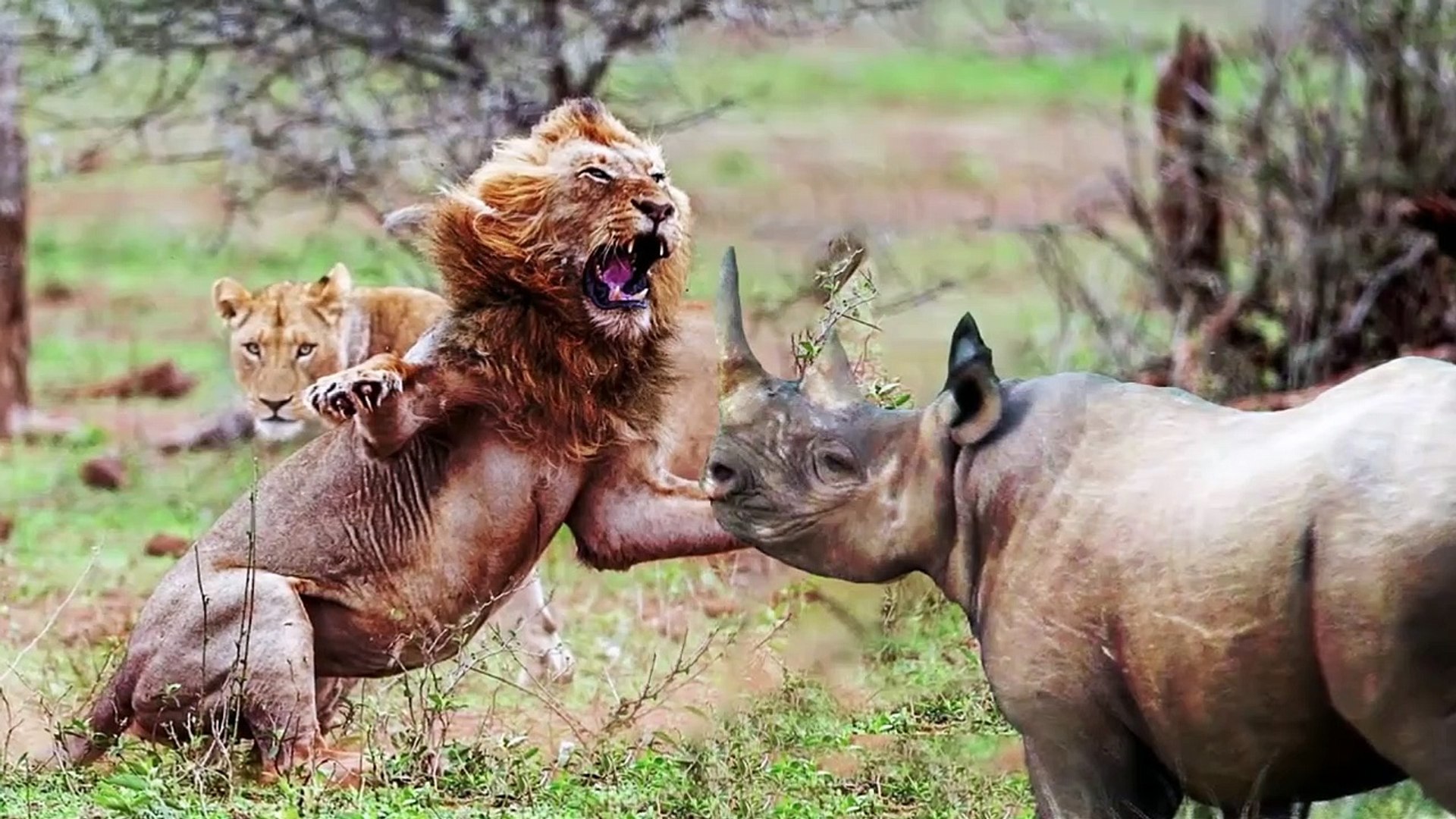 Rhino Kills Lion