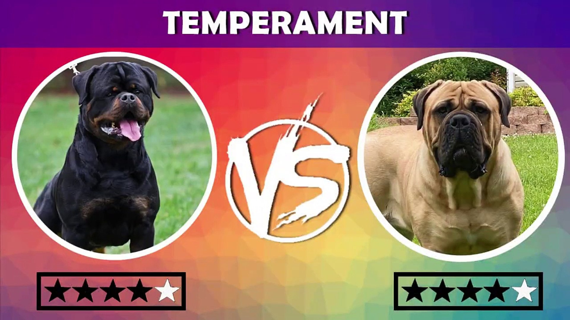 Cane Corso Vs Bullmastiff